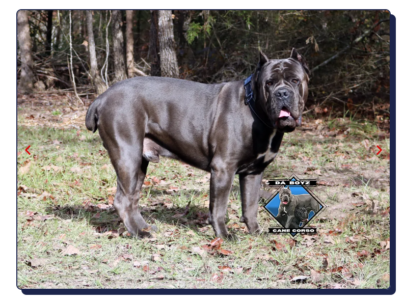 The Correct Weight for a Cane Corso